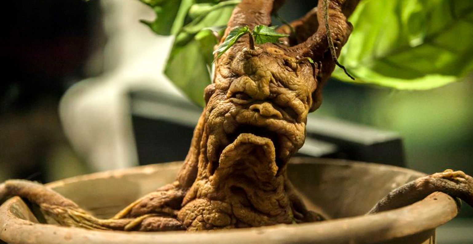 El mito de la mandrágora – Revista Coágula