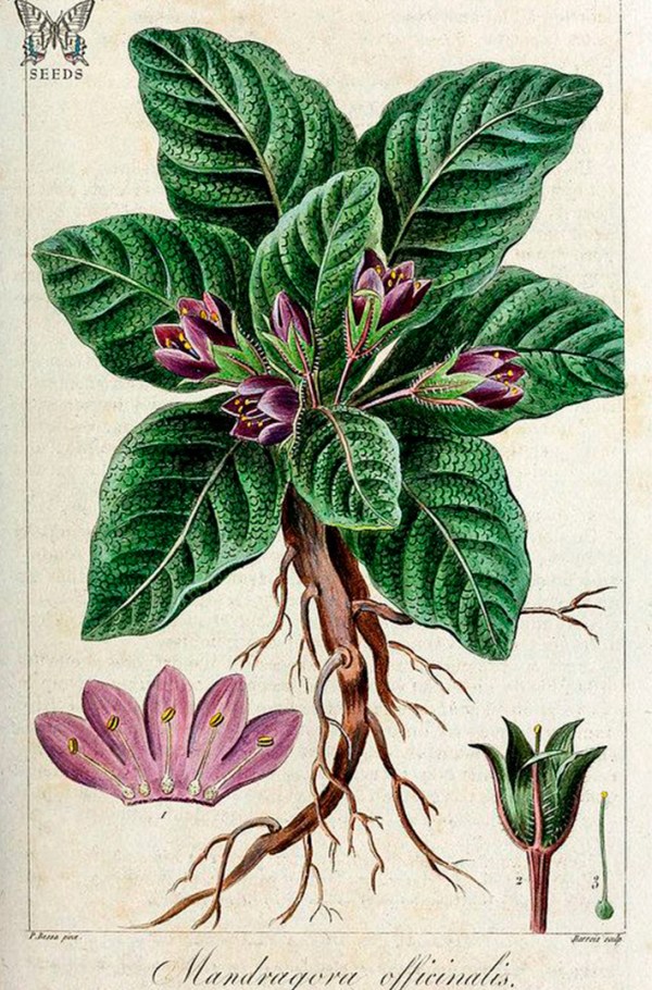 El mito de la mandrágora – Revista Coágula