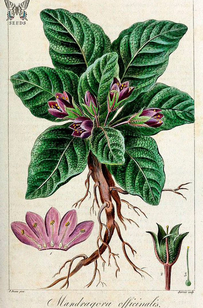 El mito de la mandrágora – Revista Coágula