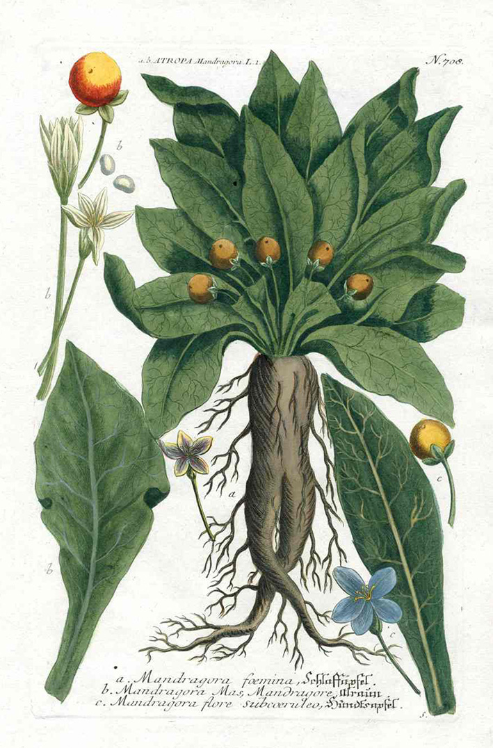 El mito de la mandrágora – Revista Coágula