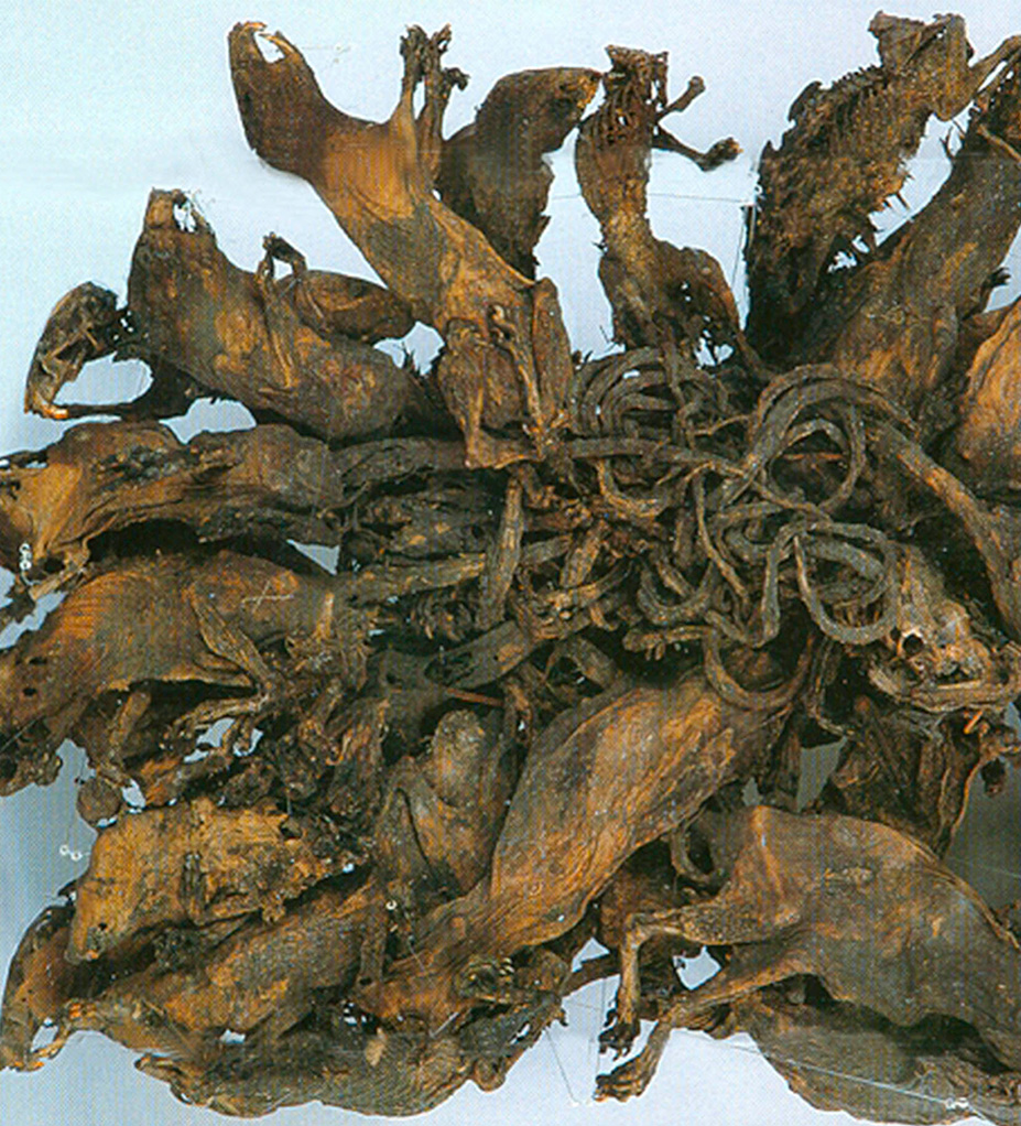 El fenómeno del rey de las ratas – Revista Coágula