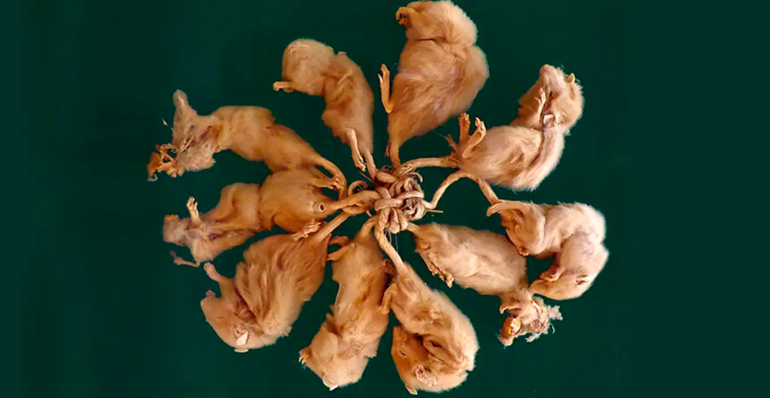 El fenómeno del rey de las ratas – Revista Coágula