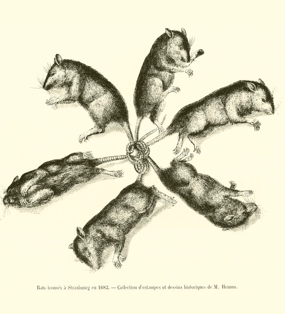 El fenómeno del rey de las ratas – Revista Coágula